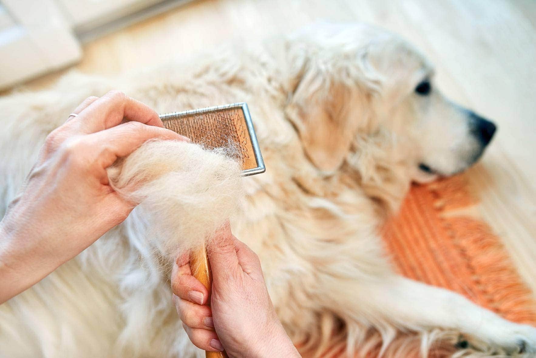 Helps Shedding Naturally – Madra Mór Canine Spa Treatments