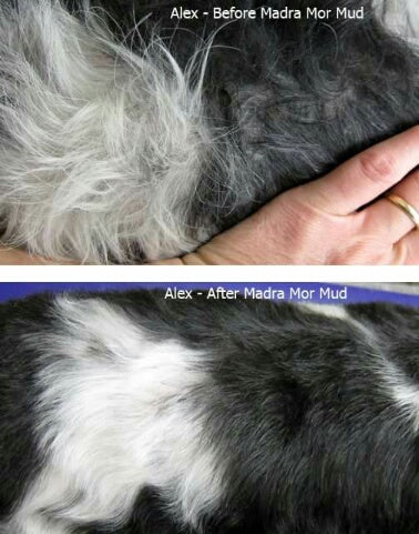 Gallery – Madra Mór Canine Spa Treatments